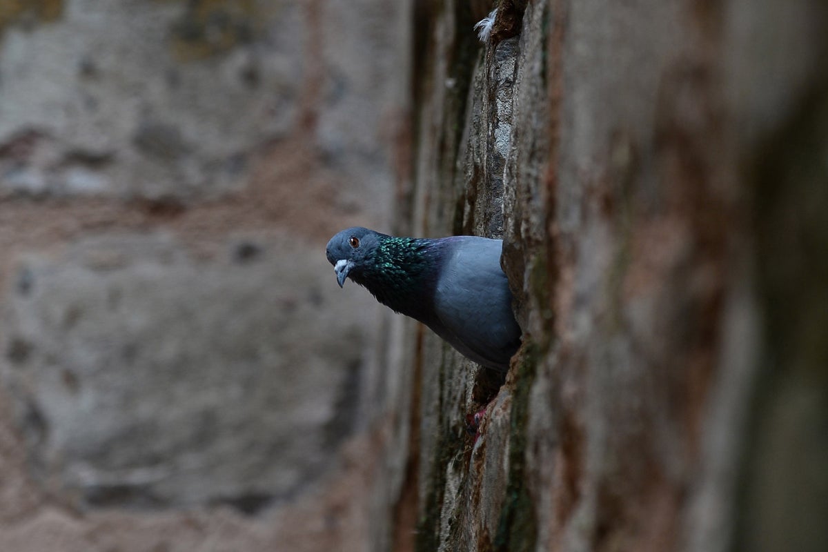 Investigation launched after Indian congressmen fire pigeons from a ...