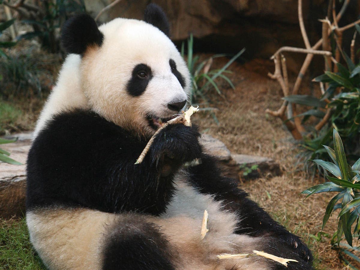 Giant panda Ying Ying loses cub after 're-absorbing foetus' at Hong ...