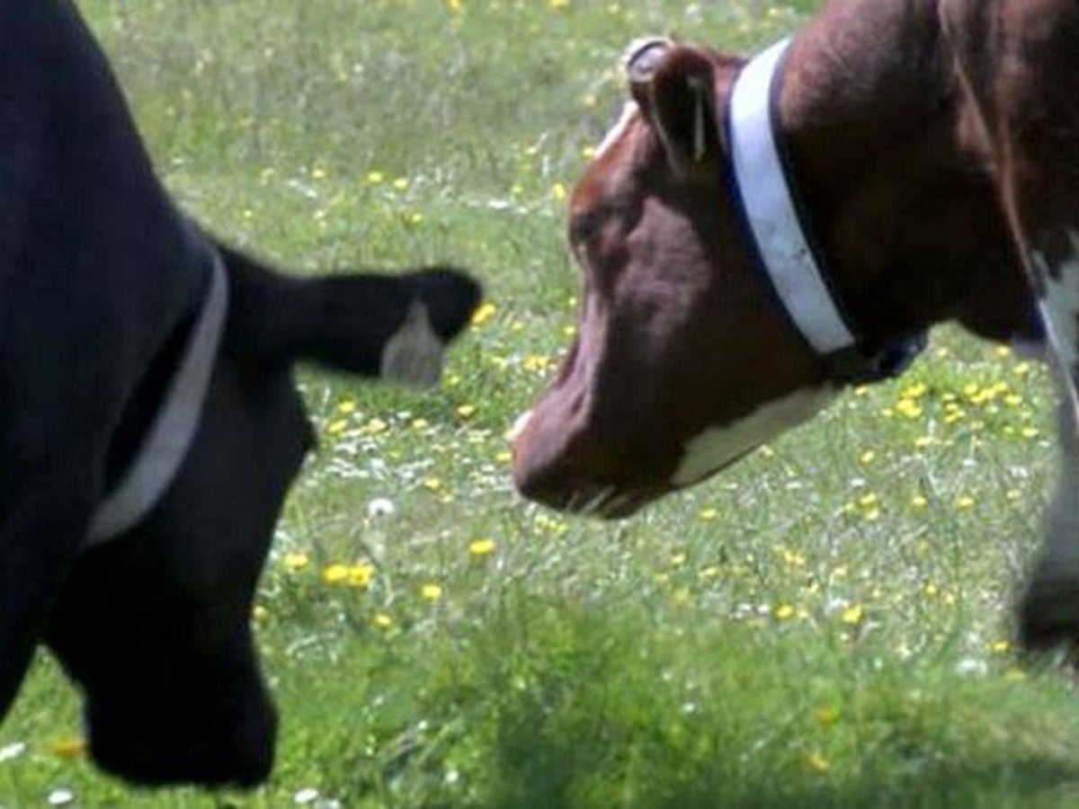 Anthrax Disease In Animals