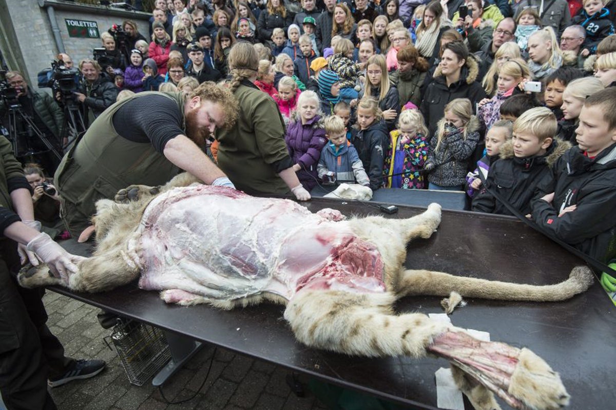 Dead lion dissected in front of children at Danish zoo | The ...