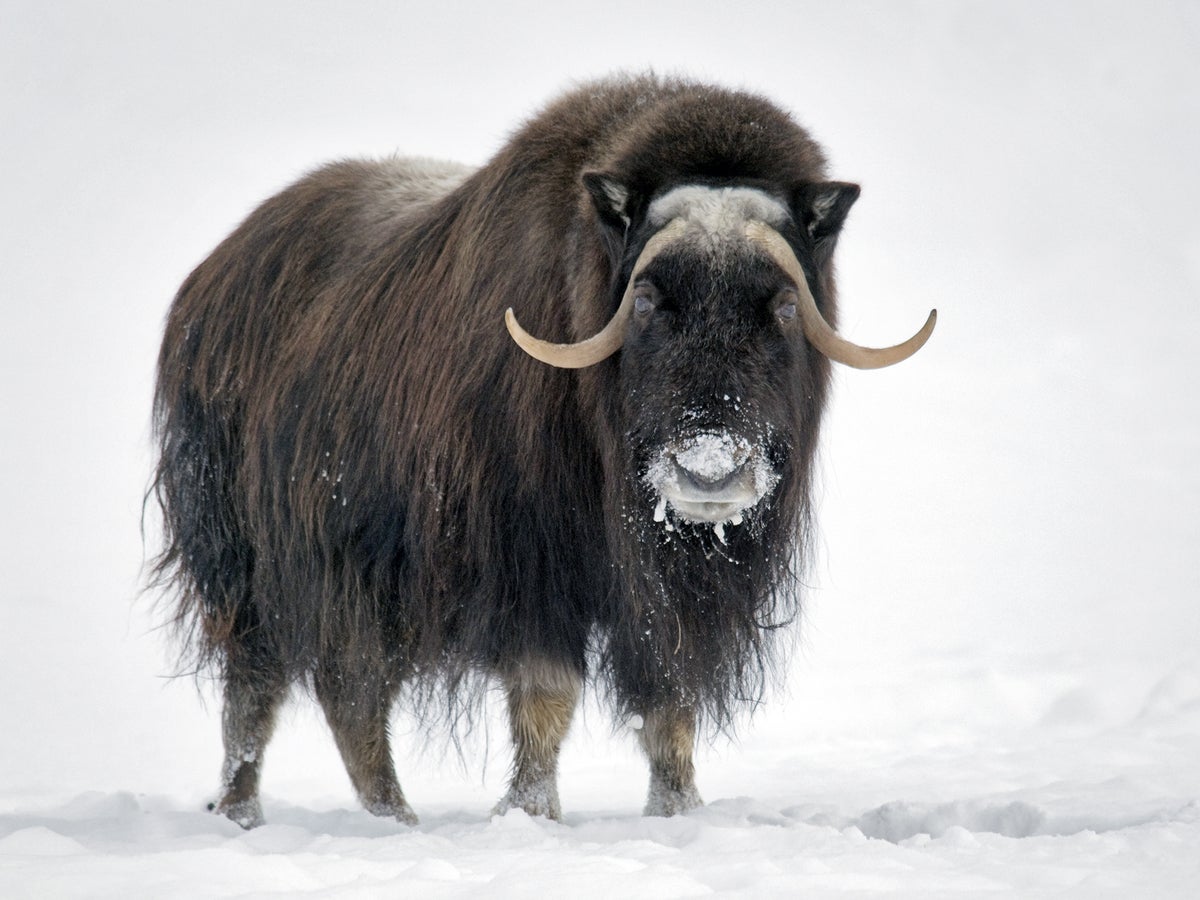 Musk Ox In The Arctic Tundra