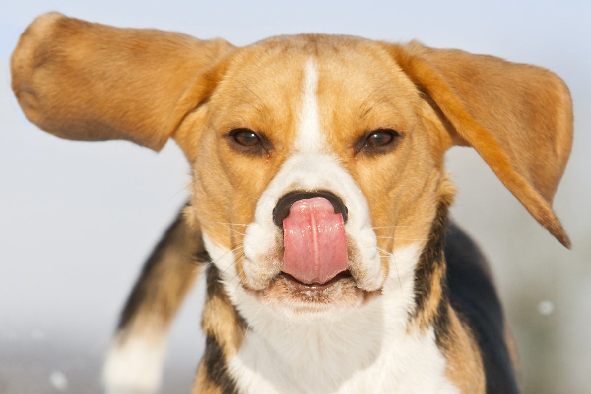 Genetically-engineered, extra-muscular dogs created by Chinese ...