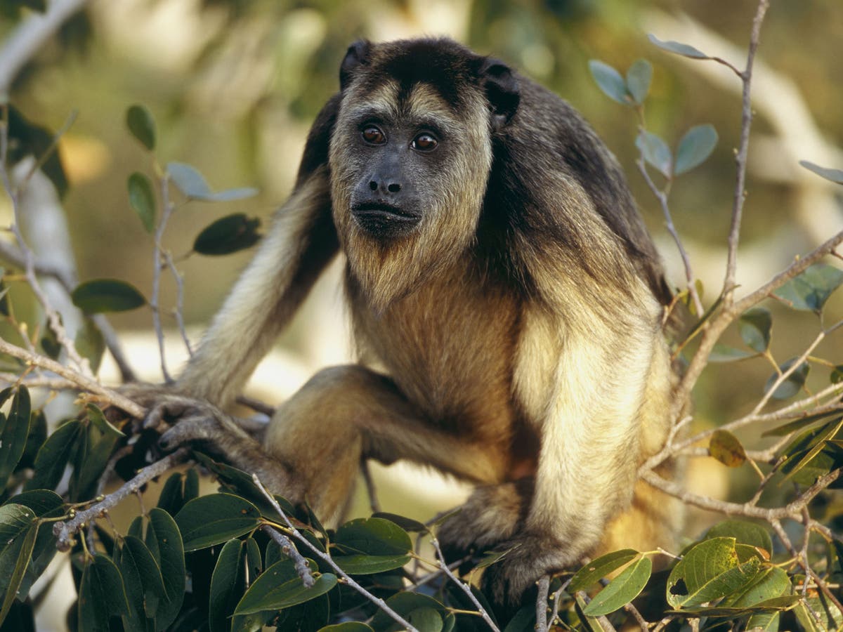 Head transplant has been successfully done on a monkey, maverick ...