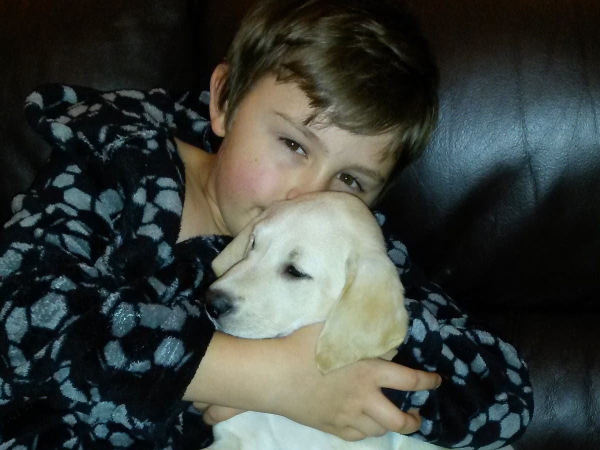 Labrador belonging to autistic boy killed after being 'cruelly poisoned ...