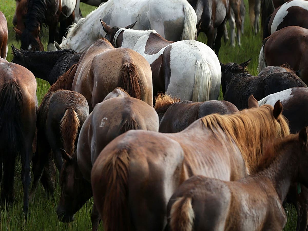 Quantock ponies attacking tourists for sweet treats | The Independent ...