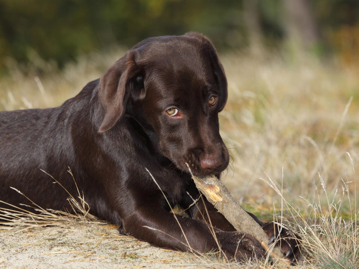 Dog named Trigger accidentally shoots owner in the foot | The ...