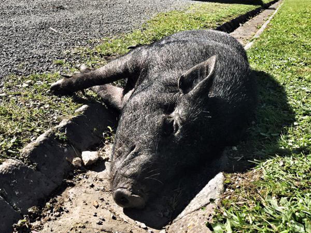I'm seriously worried Wilbur has become the Justin Bieber of pigs | The ...