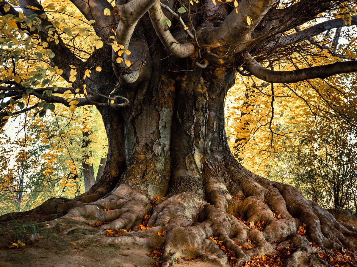 Anna Pavord: 'Trees lift our spirits, shade us, boost the environment ...