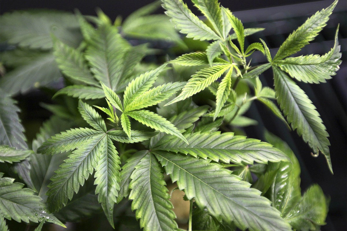 Marijuana: Ohio rejects move to legalise drug for recreational and ...