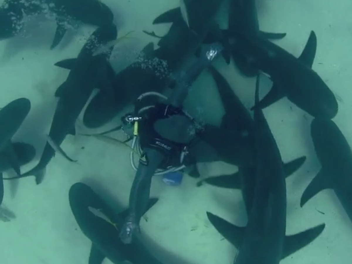 Video shows woman dancing with sharks to prove their 'social skills ...
