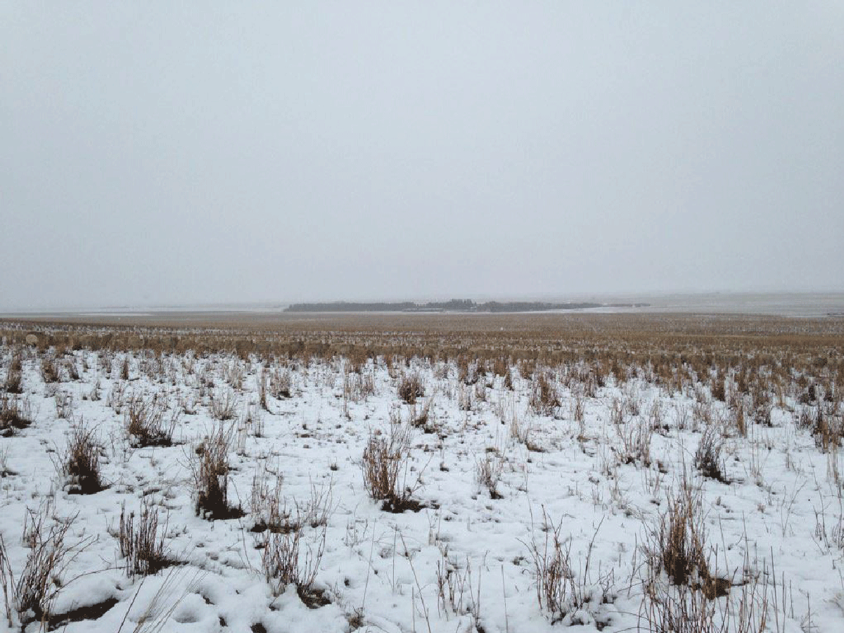 Canadian farmer captures optical illusion of 'invisible sheep' | The ...