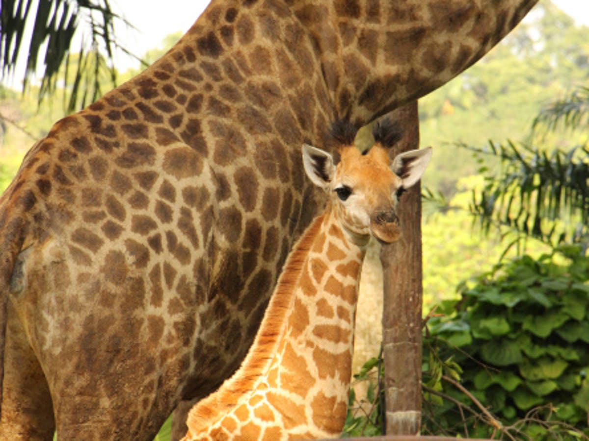 First giraffe born in Singapore Zoo for almost thirty years | The ...