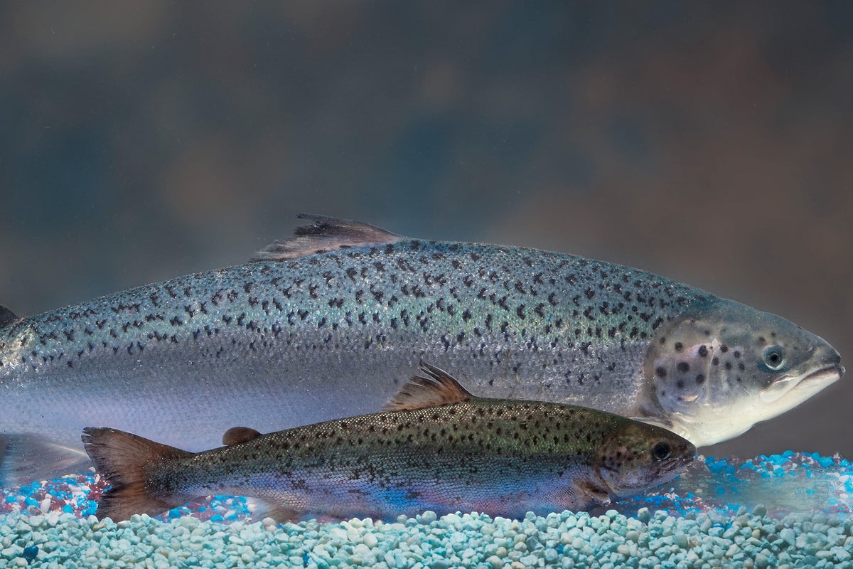 Genetically modified salmon becomes first to be approved for human ...