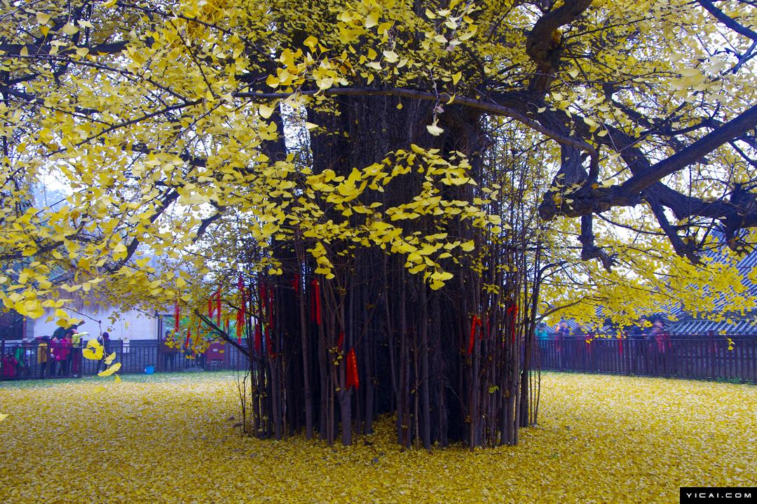 1400 year old ginkgo tree : r/marijuanaenthusiasts