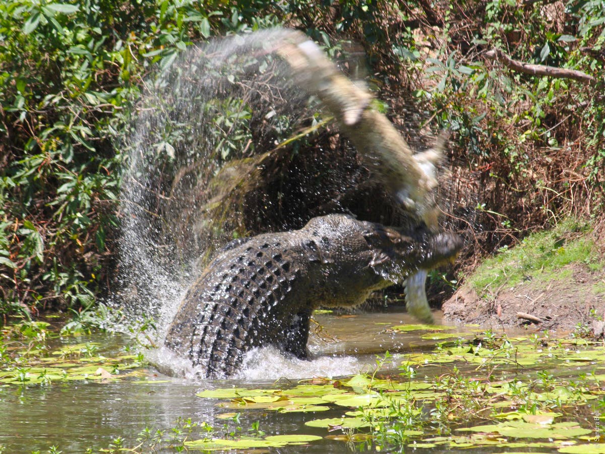 Incredible pictures show crocodiles engaged in fight to the death | The ...