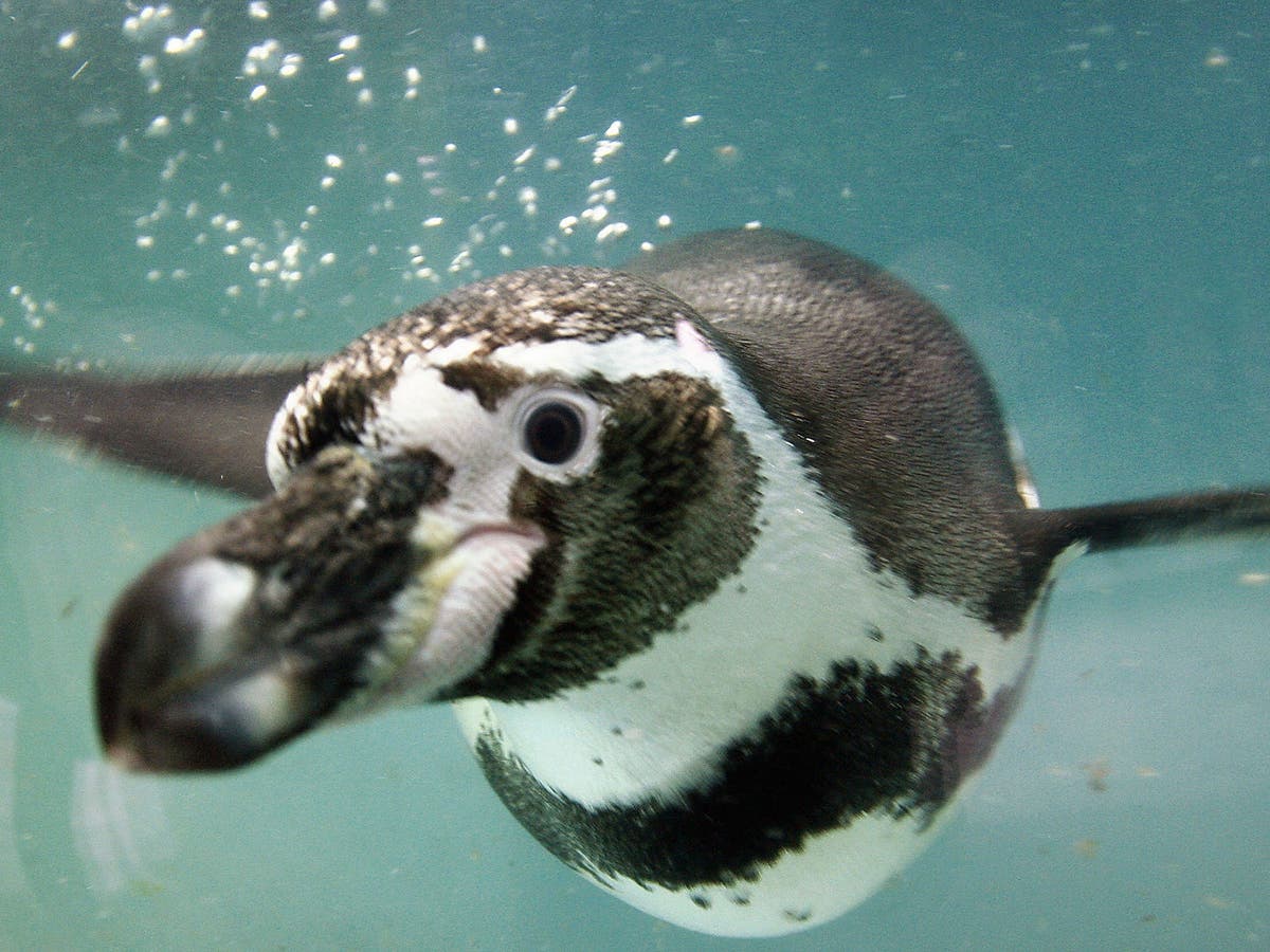 Penguin found dead in latest animal death in German Zoo | The ...