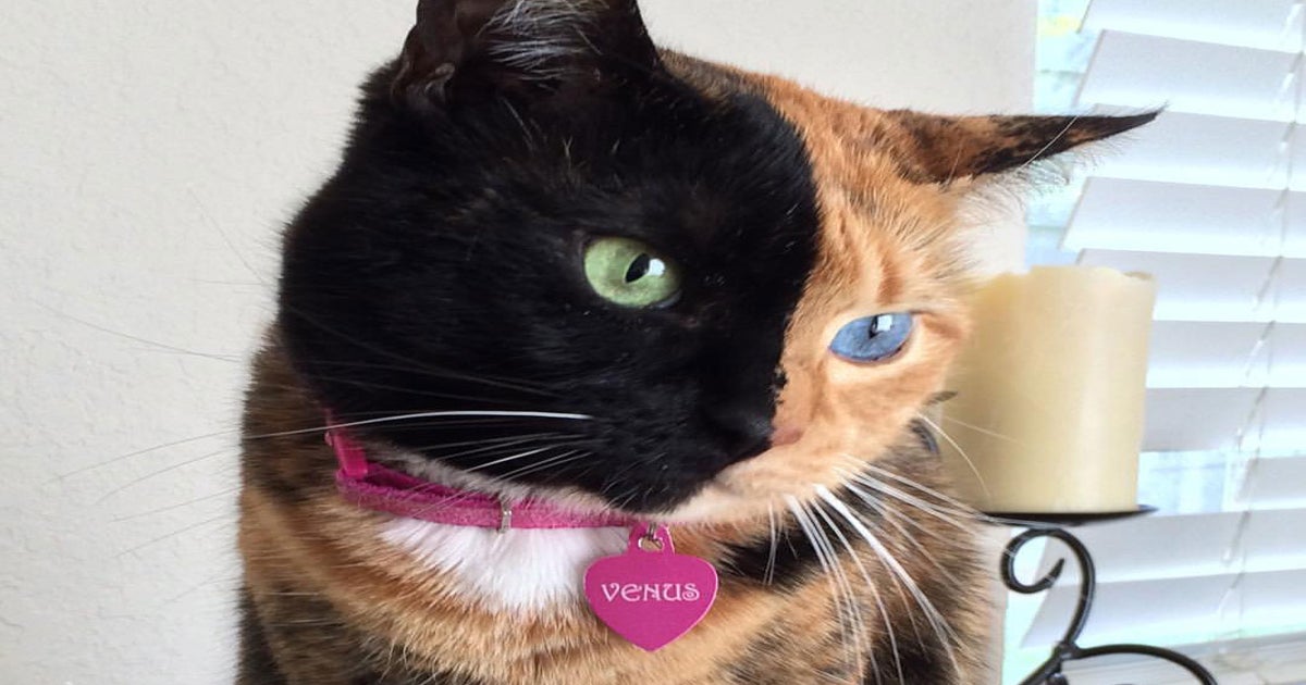 two faced cat venus