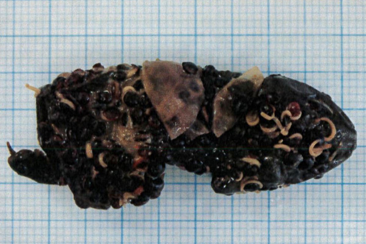 Woman finds decomposing frog in Nando's quinoa salad | The Independent ...