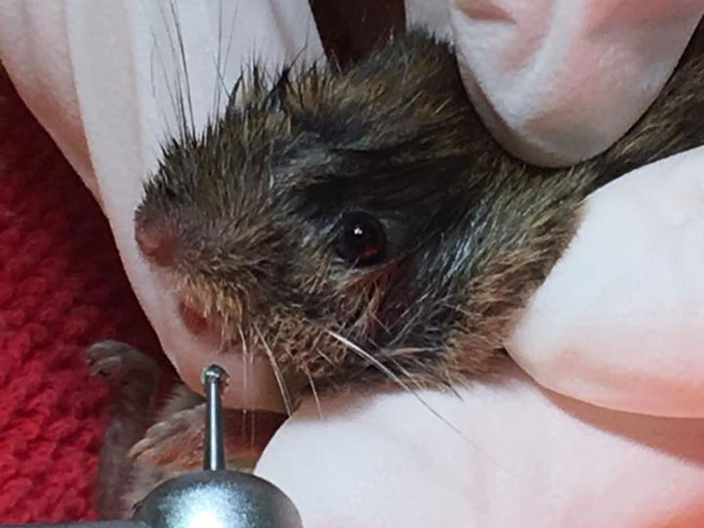RSPCA defends itself after fixing tiny rodent's tooth | The Independent ...