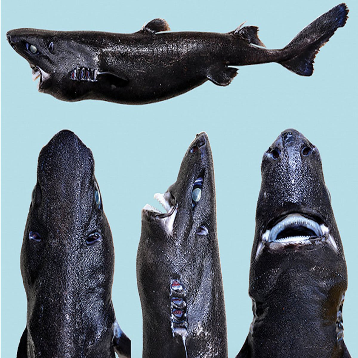 Friday Weird Science The Shark With Two Heads Scicurious