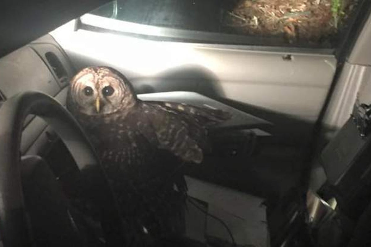 Police officer drives patrol car into ditch after being attacked by owl ...