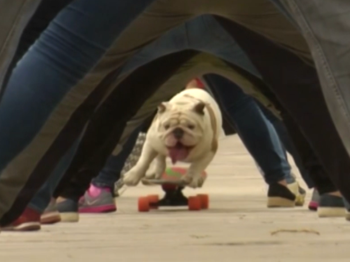 The best animal moments of 2015 | The Independent | The Independent