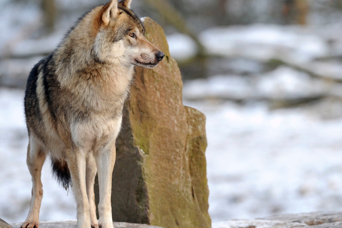 Swedish hunters to begin mass slaughter of wolves despite legal ...