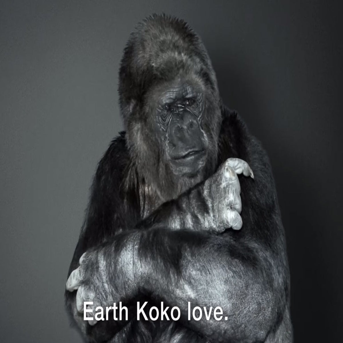 Koko The Gorilla Quotes 24 Gorilla Quotes To Recognize The Mountain's