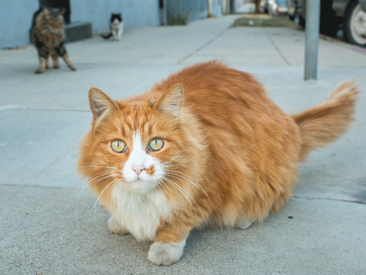 Croydon cat killer ‘luring victims with raw chicken' before ...