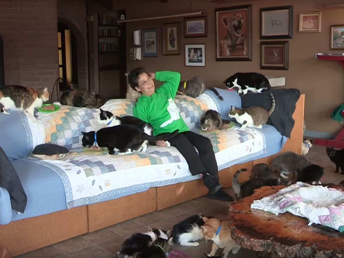 Lynea Lattanzio: The woman who shares her home with 1,100 cats | The ...