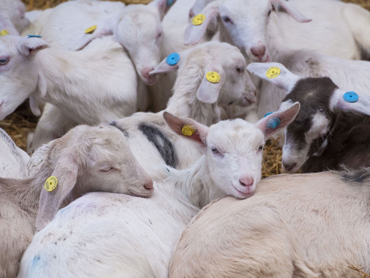 Thomas Thwaites: Man who lived as a goat explains why and says it was a ...