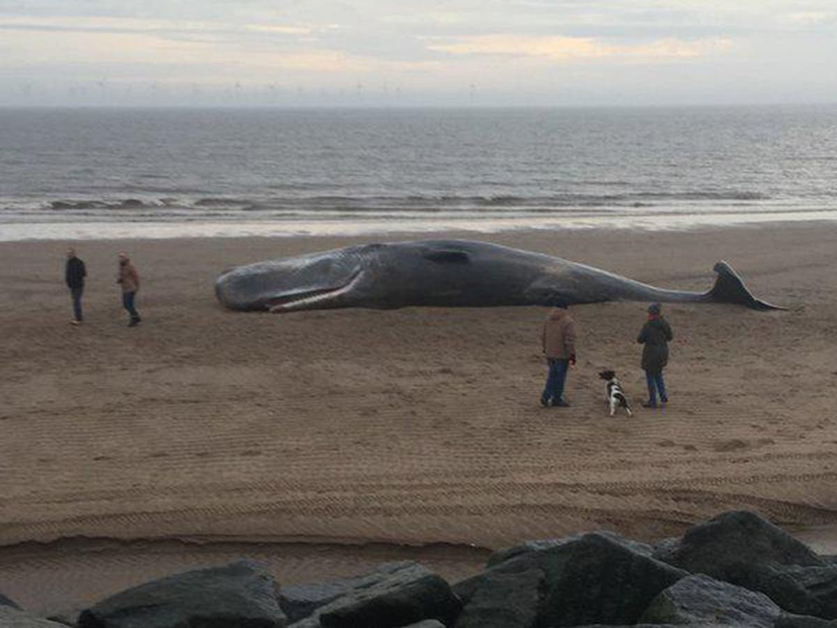 Sperm whale 'explodes' on Skegness beach as coastguard investigate ...