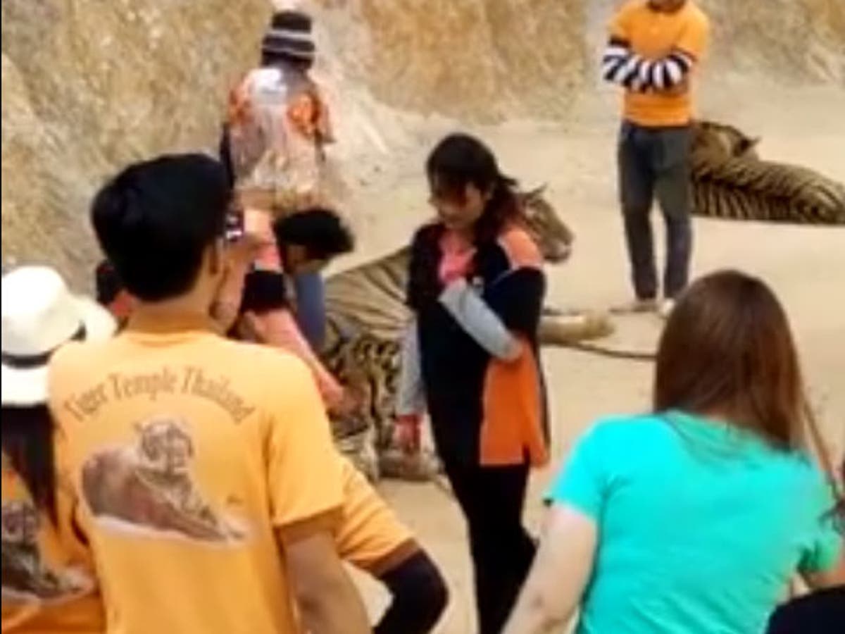 Tiger punched at Thailand temple in video seen by millions | The ...