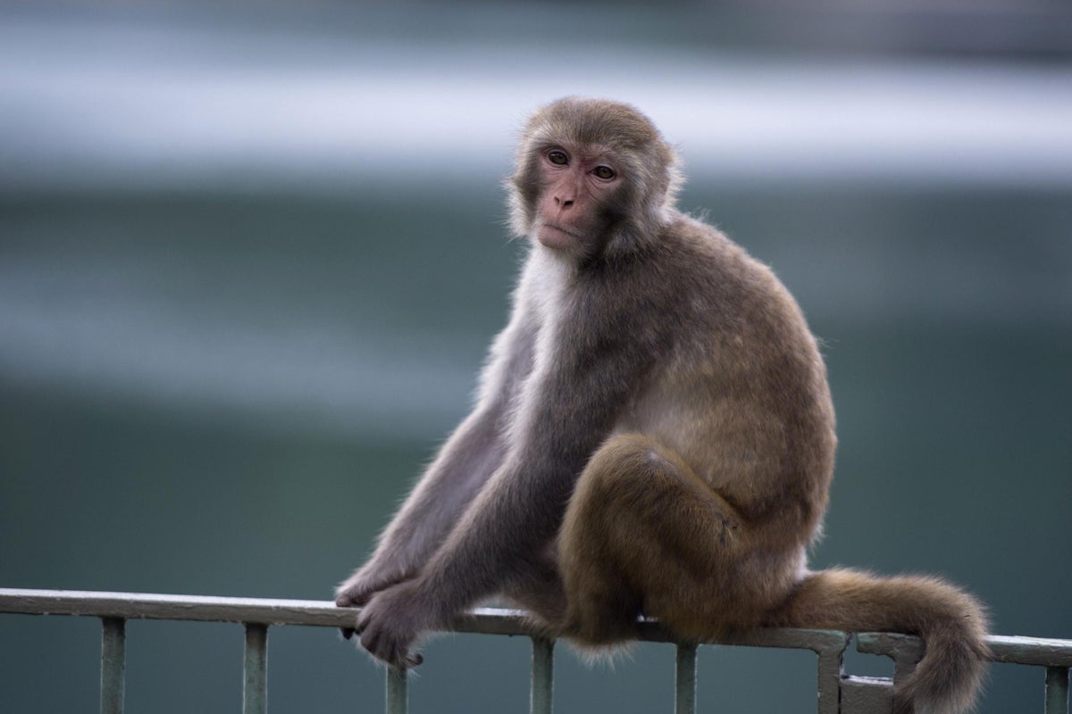 Chinese scientists create autistic monkeys in the hope of finding new ...