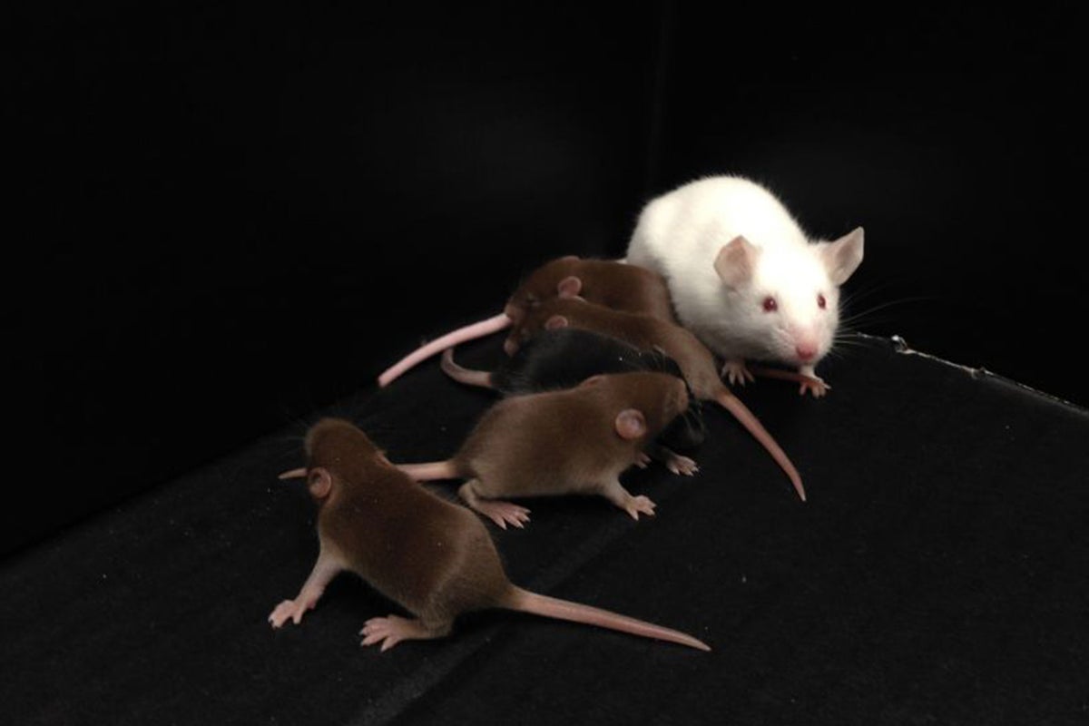 Scientists create male mice able to reproduce without Y chromosome ...