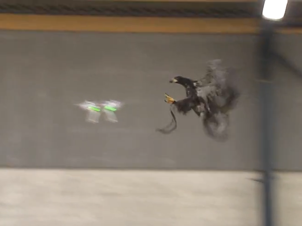 Trained eagle destroys drone in Dutch police video | The Independent ...