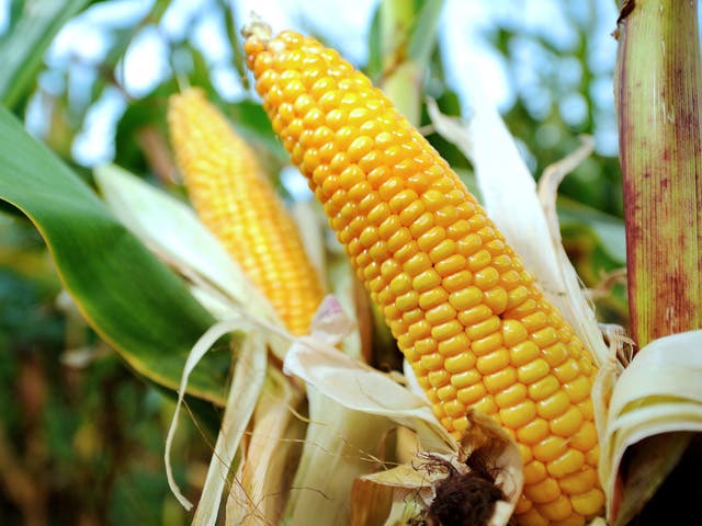 What fruits and vegetables looked like before humans starting growing ...