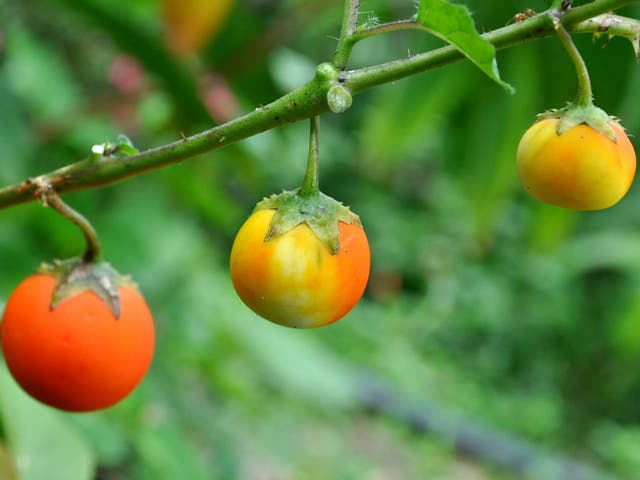 What fruits and vegetables looked like before humans starting growing ...