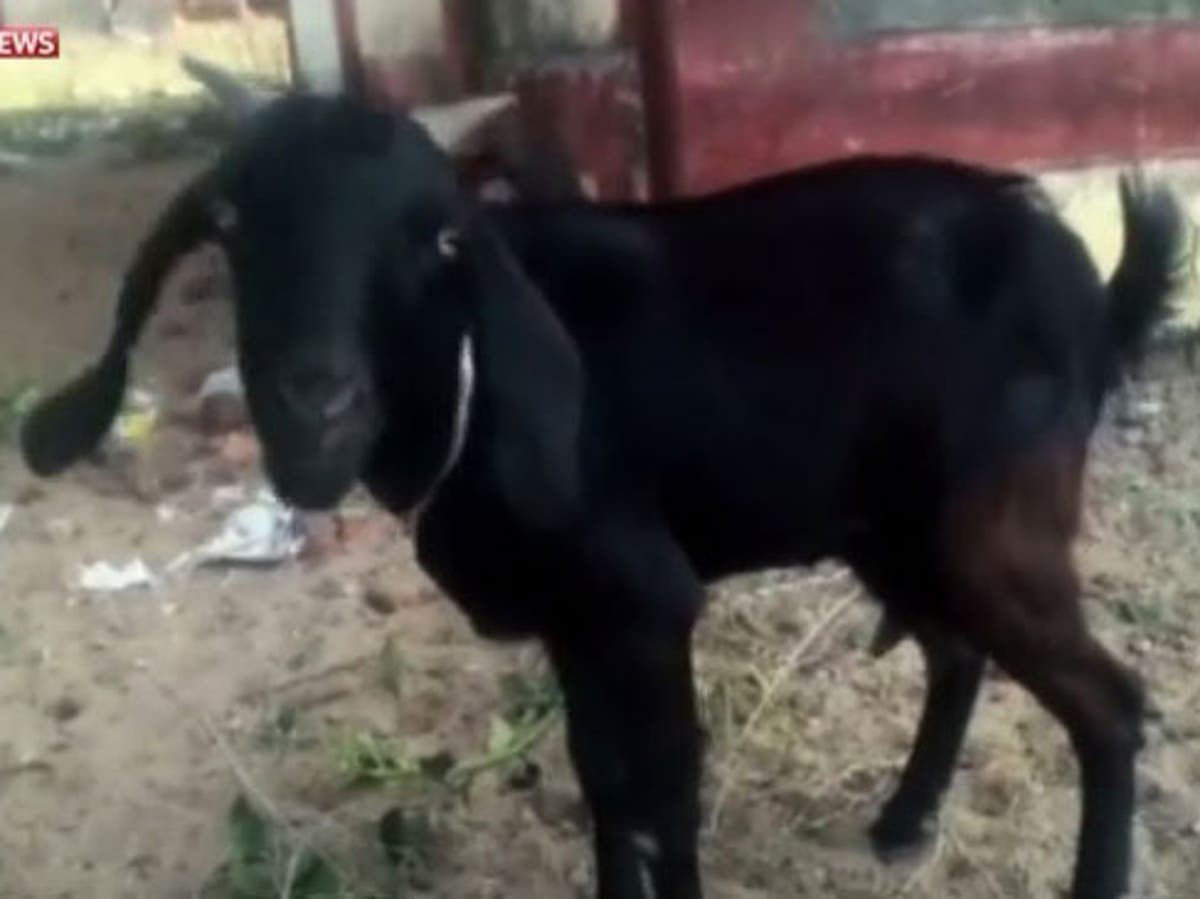 Goat arrested in Chhattisgarh for eating judge's lawn | The Independent ...
