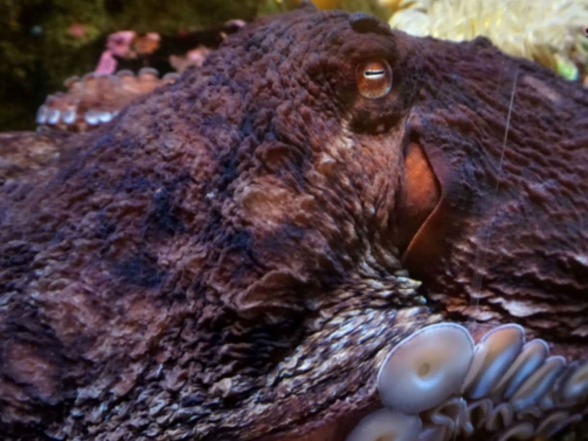 Seattle aquarium cancels octopus mating show due to cannibalism ...