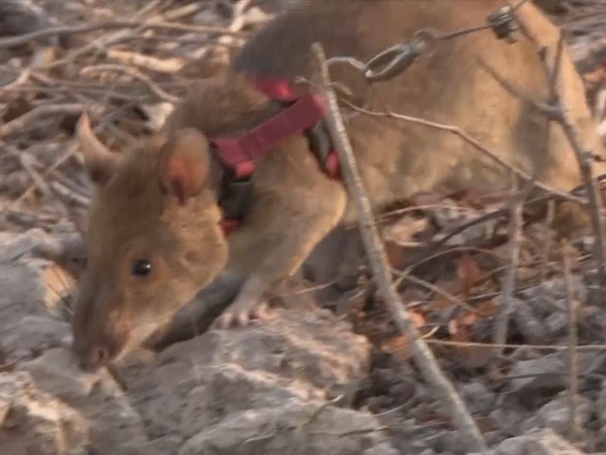 Cambodia is using ‘Hero rats’ to sniff out unexploded landmines | The ...