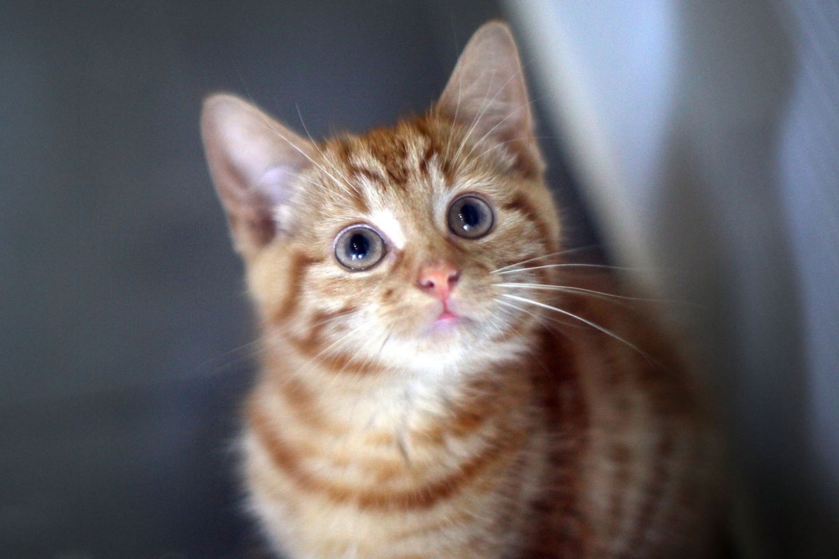 Cat experts reveal the meaning behind different meows | The Independent ...