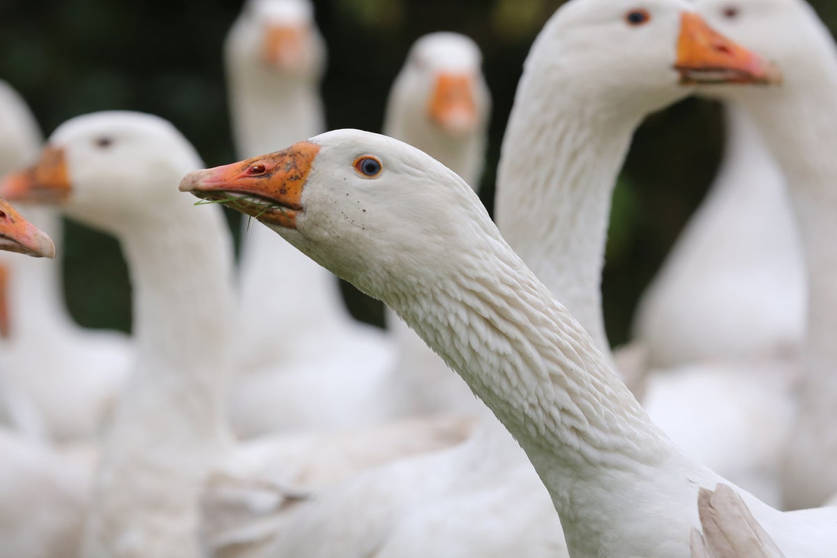 £250,000 reward offered to catch man who killed goose in drive-by ...