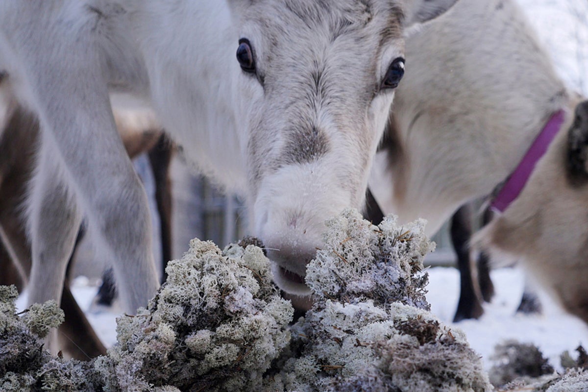 30 years on, Norway’s radioactive reindeer are a stark reminder of ...