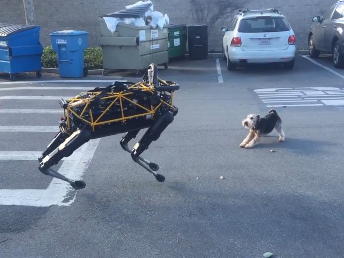 Google's robot dog meets real dog for the first time | The Independent ...