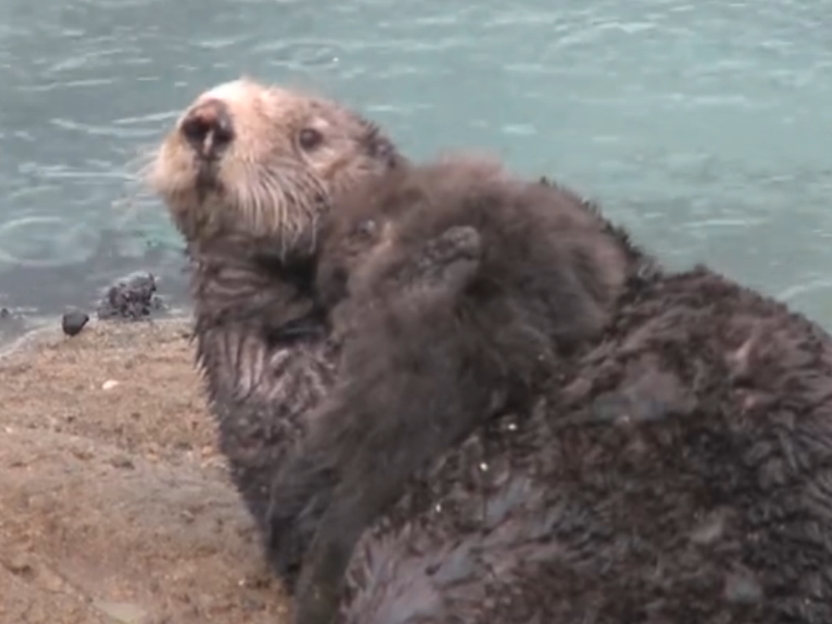 Rare video shows wild sea otter giving birth | The Independent | The ...