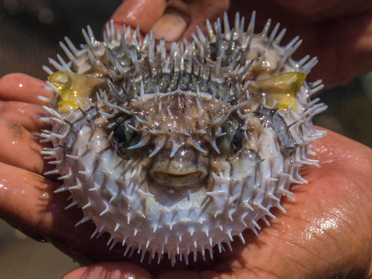 The 17 most dangerous foods to eat around the world | The Independent ...