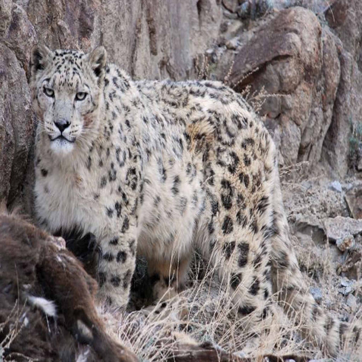 Leopards Leanbh