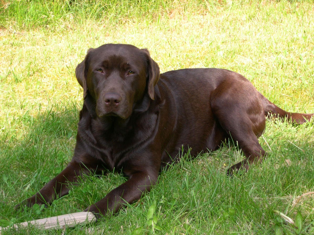 Full Grown Chocolate Lab