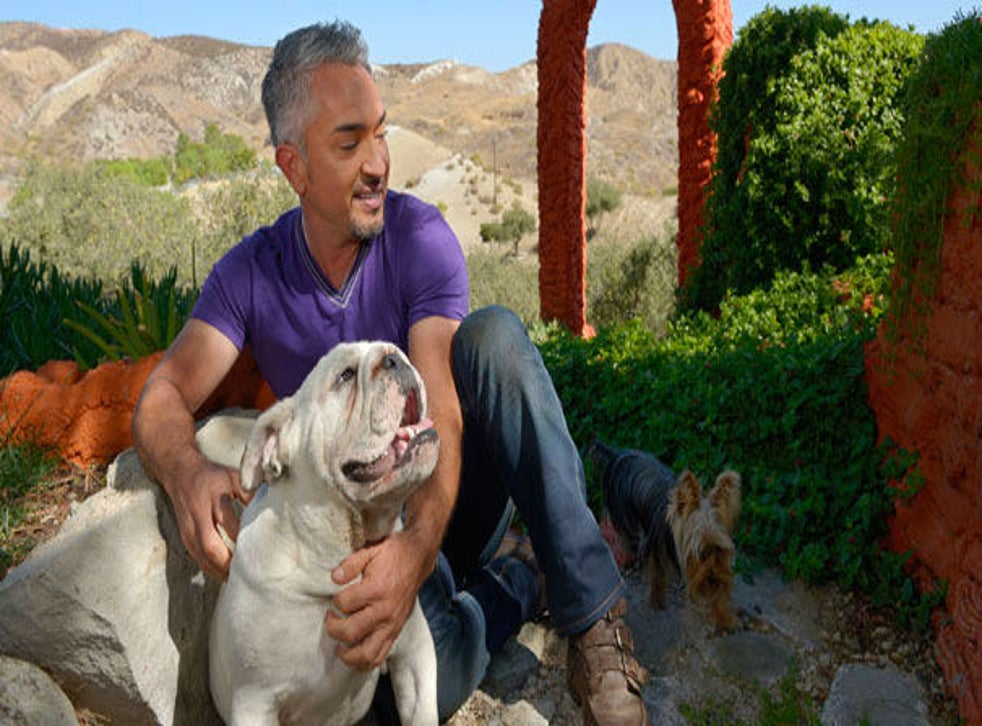 'Dog Whisperer' Cesar Millan investigated over alleged animal cruelty ...